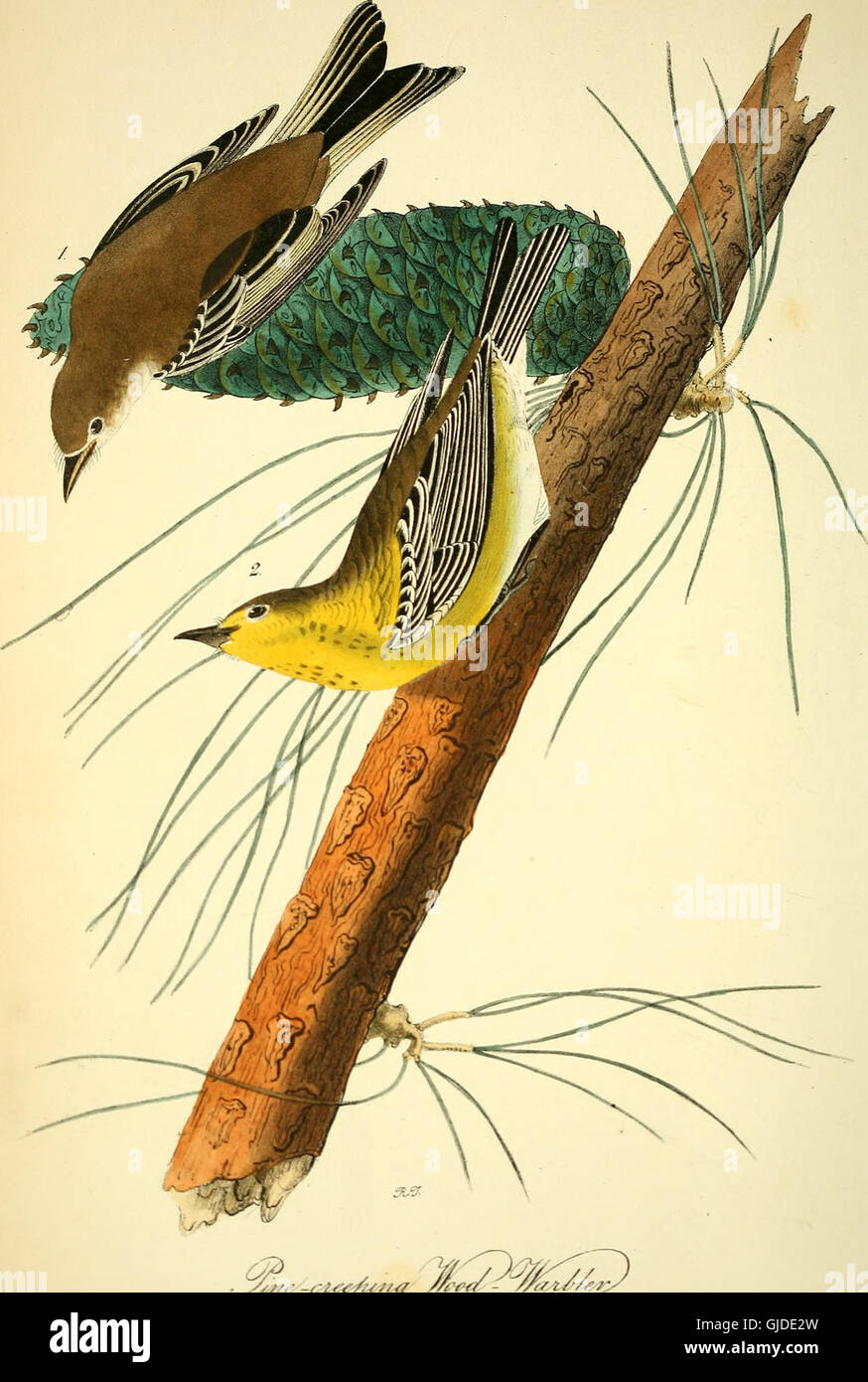 This historic work showcases a collection of bird illustrations created ...