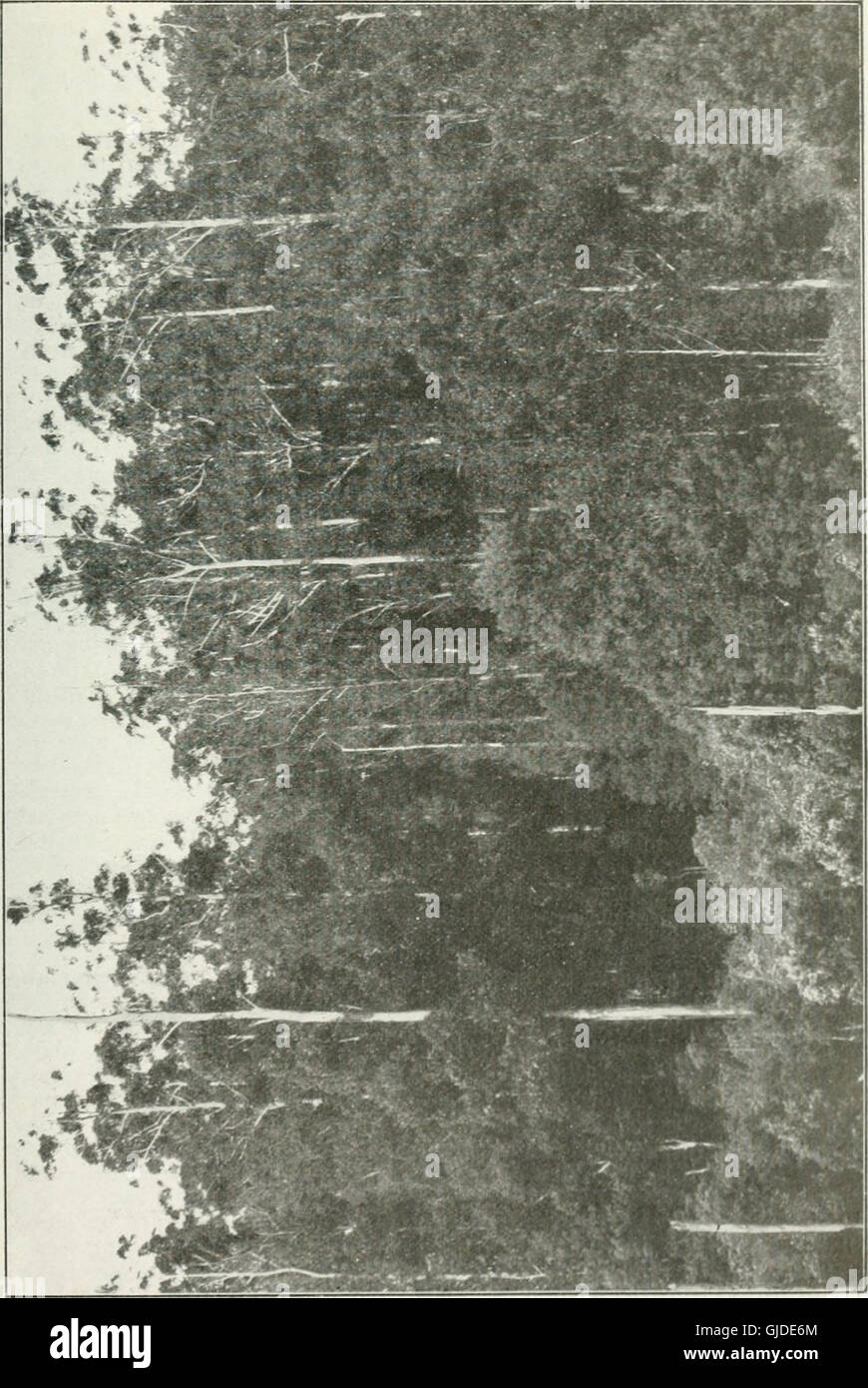 This narrative details the early settlement of the Big Scrub in South ...