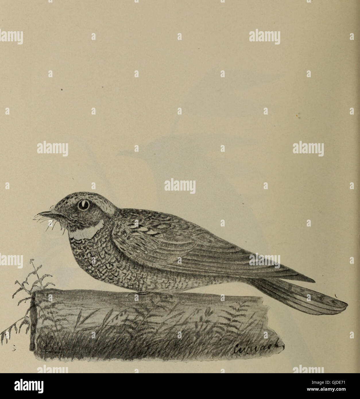 This work examines the relationship between bird species in Ontario and ...