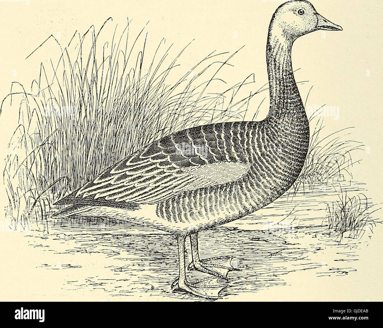 This history details the game birds, wild-fowl, and shore birds of ...