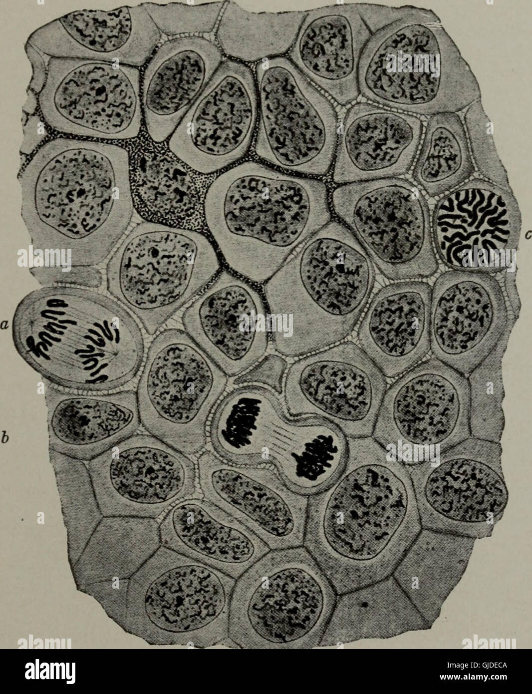 'Biology and Its Makers' (1908) explores the history and key figures in ...
