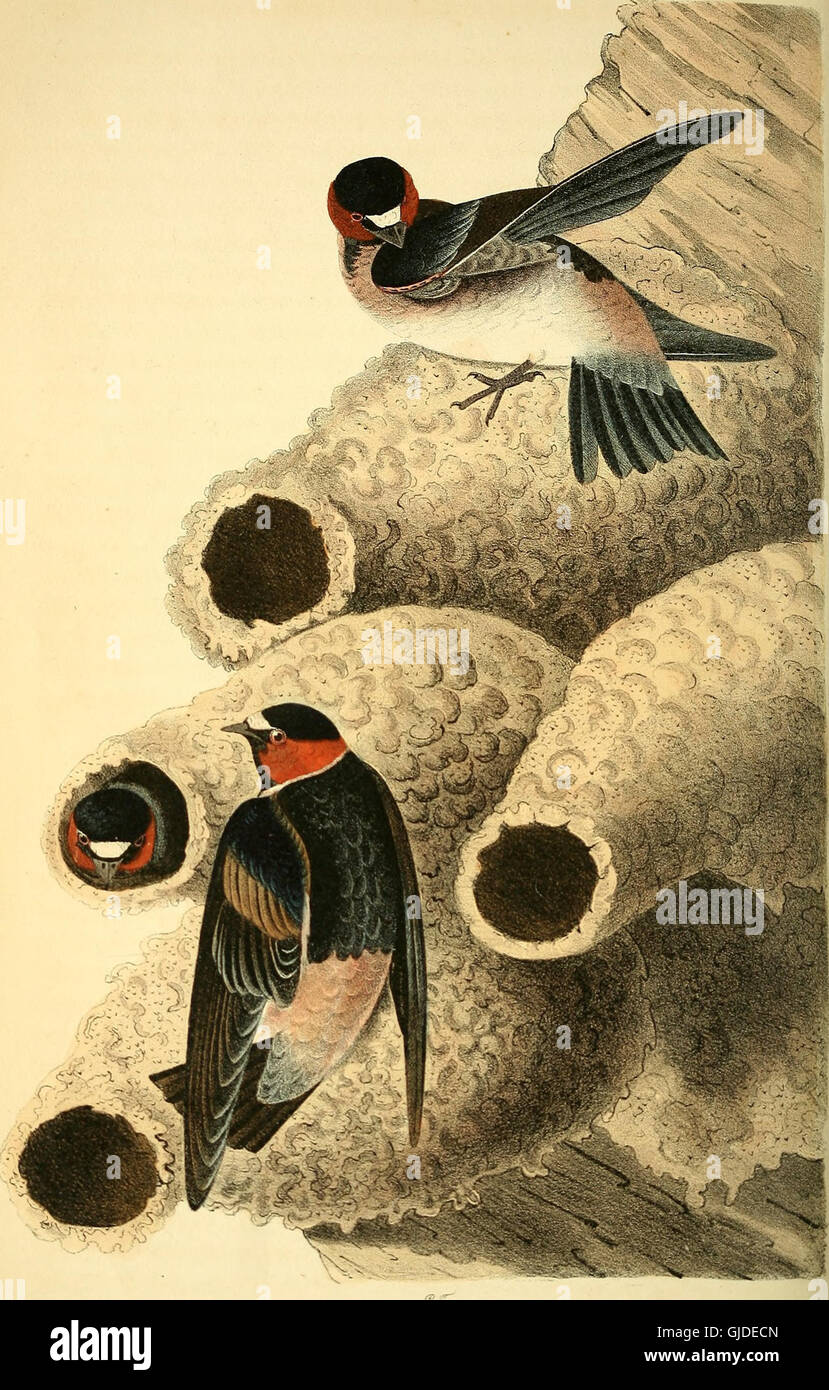 A collection of drawings and descriptions of American birds, featuring ...