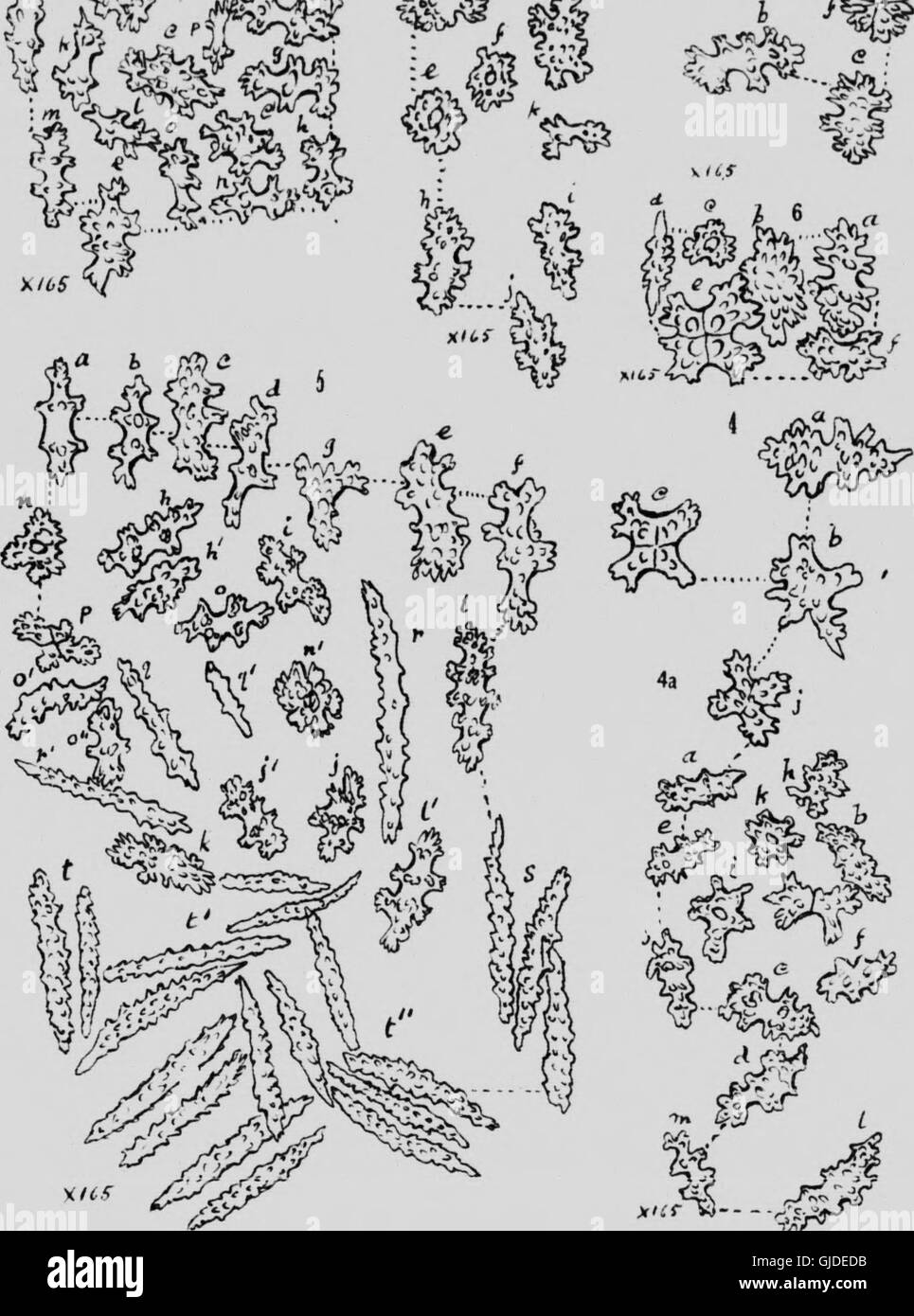 This scientific work (1922) covers marine invertebrates, focusing on ...