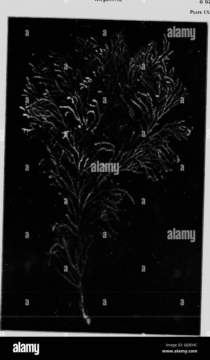 Part G of the 1922 work on marine life covers mollusks, echinoderms ...