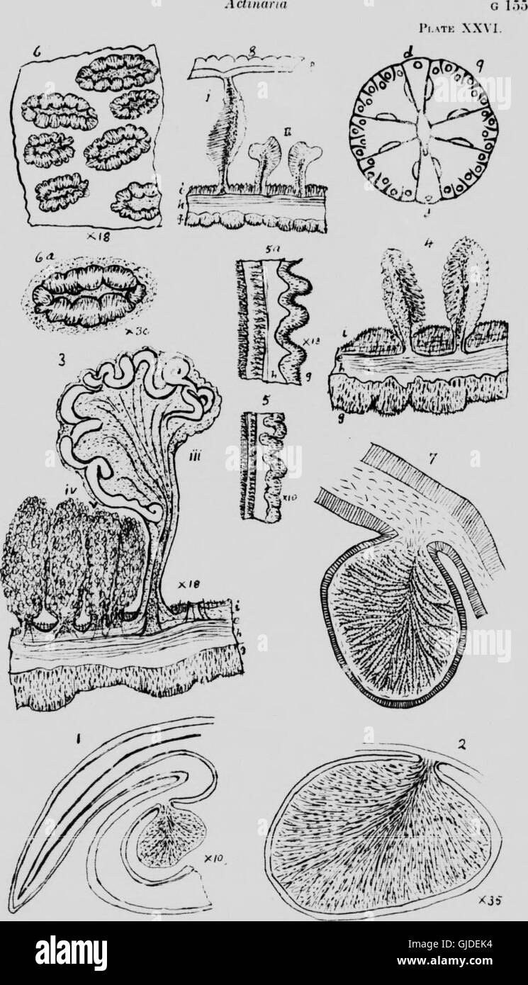 Classification within marine biology Black and White Stock Photos ...