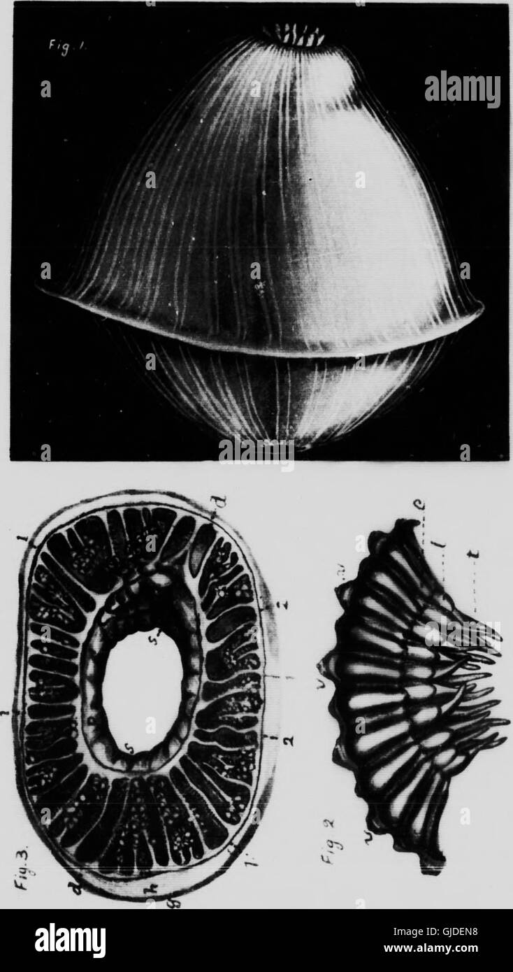 This 1922 work, part of a microform series, covers the marine species ...