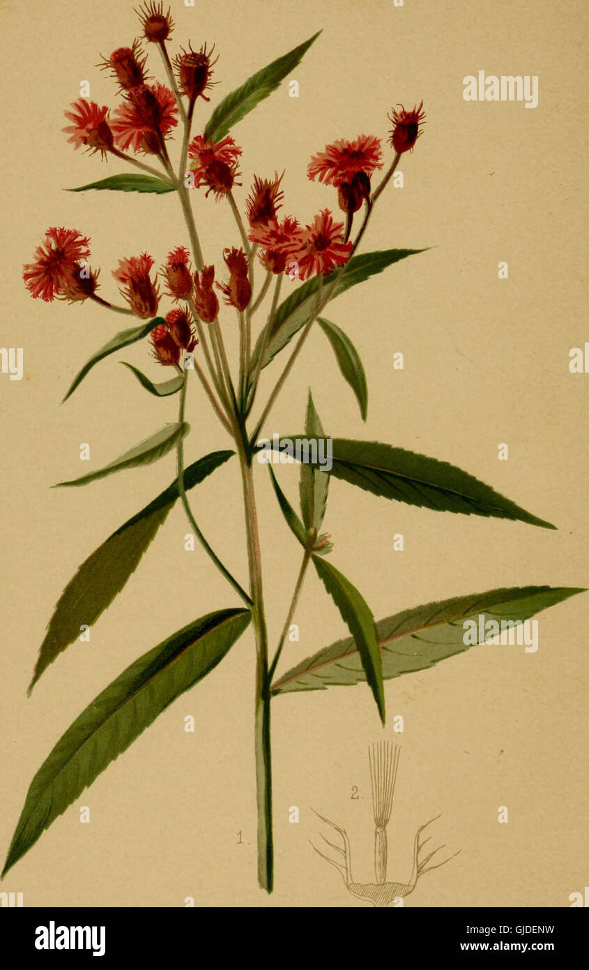 'The Native Flowers and Ferns of the United States' (1879) explores the ...