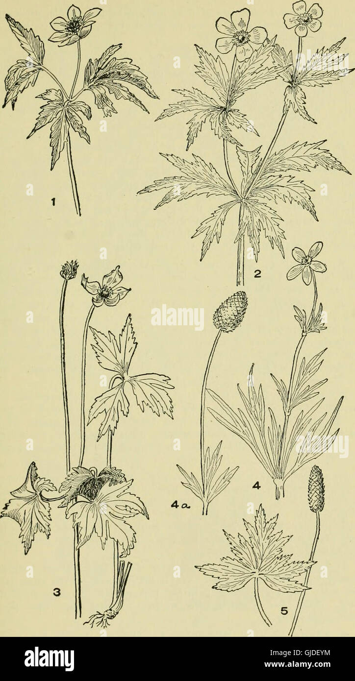 A guide from 1910 detailing flowering plants of the Middle Atlantic and ...