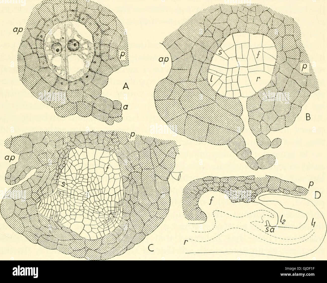 'Embryogenesis in Plants' (1955) explores the process of plant embryo ...