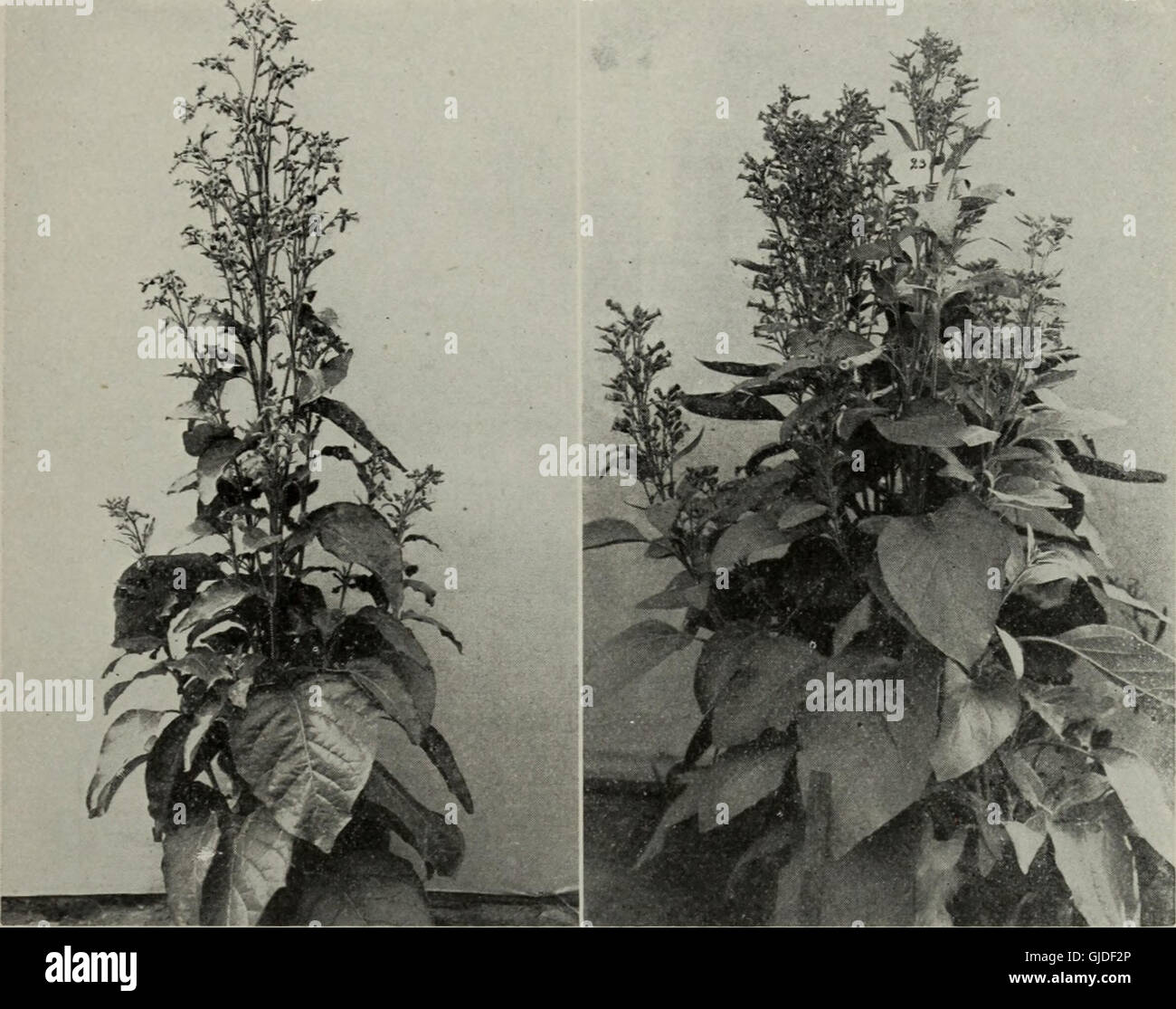 *Contributions from the Laboratory of Plant Genetics* (1909) publishes ...