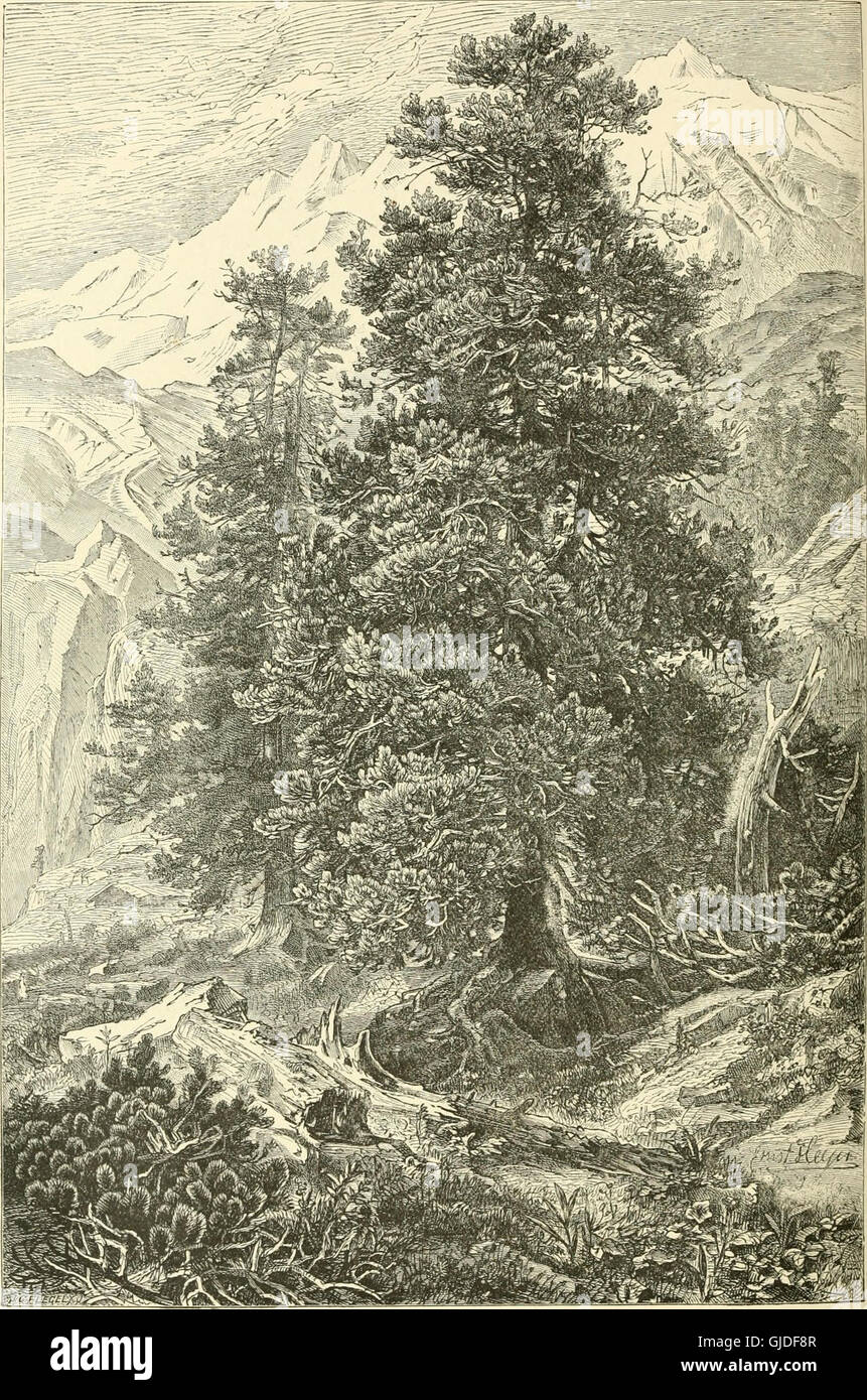 This 1902 work on plant biology provides a comprehensive overview of ...