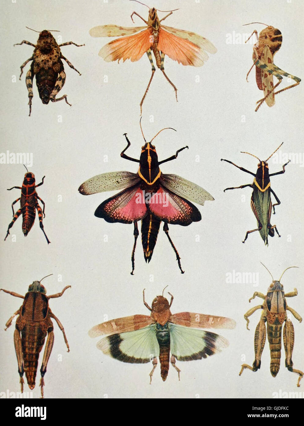 Nature neighbors, embracing birds, plants, animals, minerals, in ...