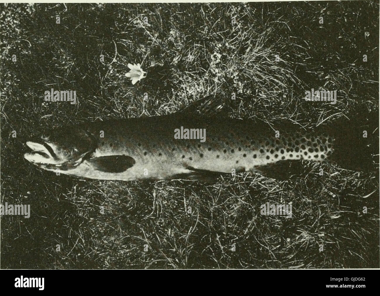 *California Fish and Game* is a publication focused on the wildlife of ...