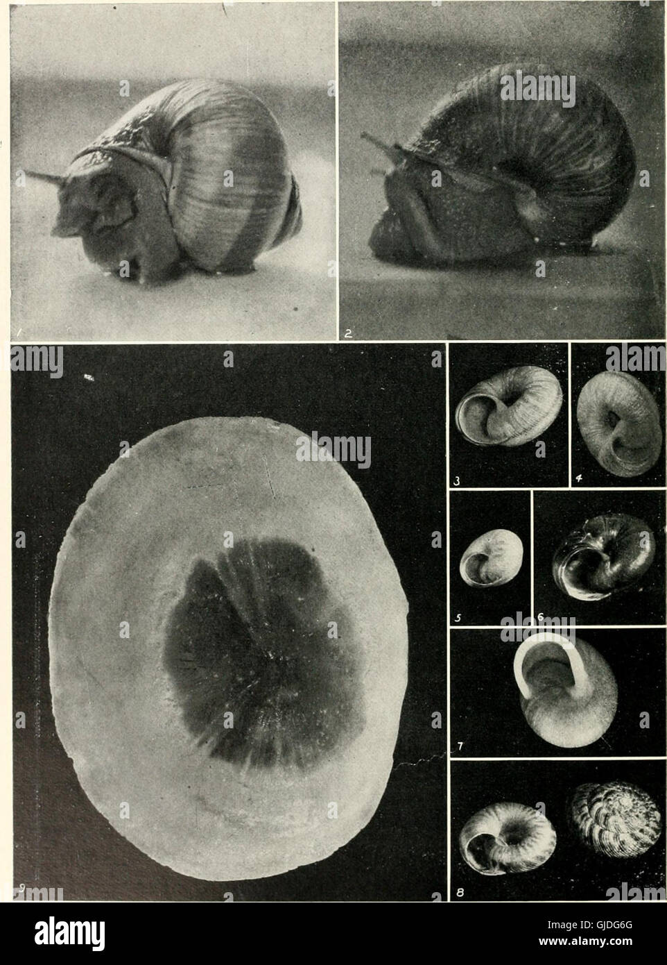 'The Shell Book' (1908) is a comprehensive guide to shells, detailing ...