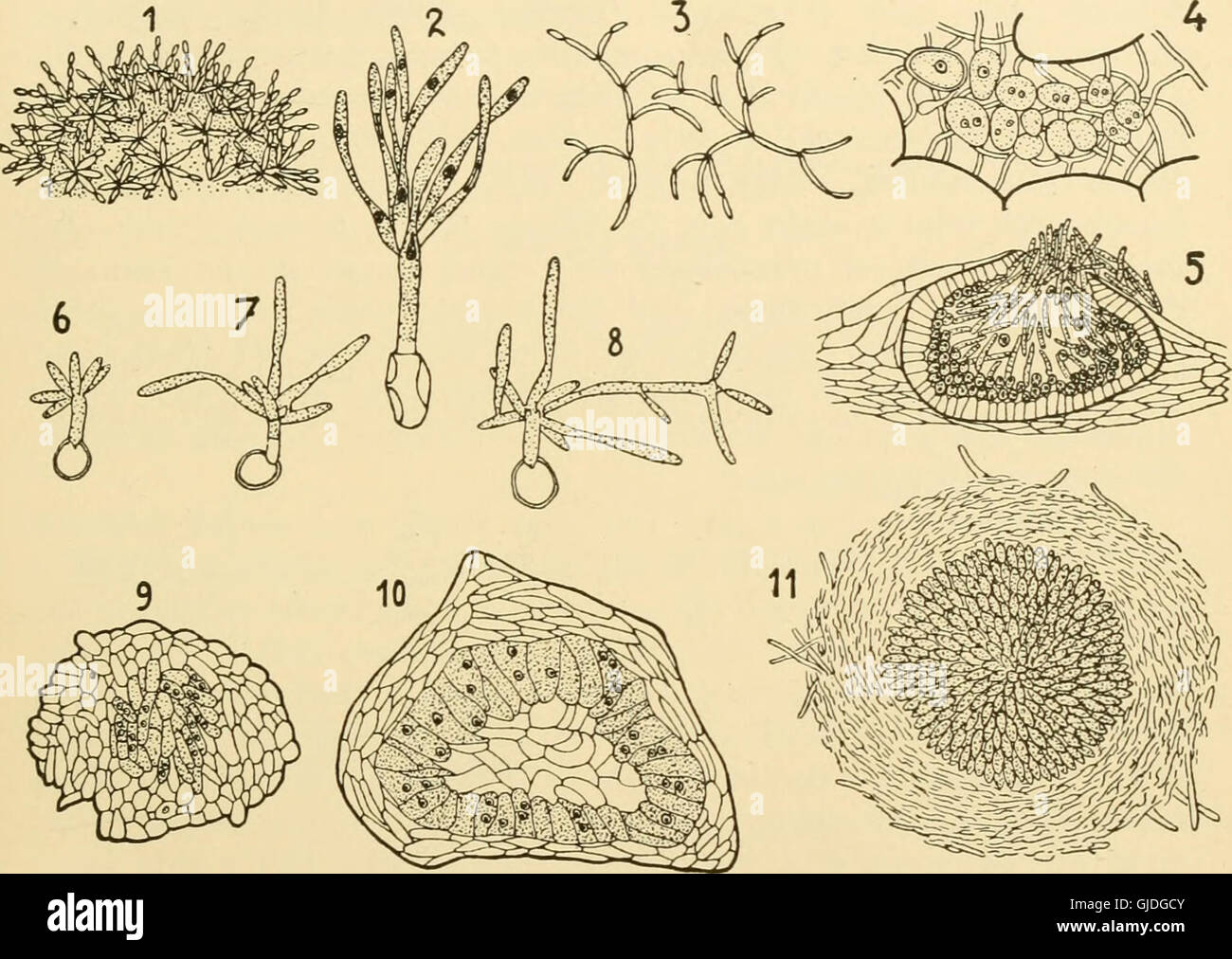 This illustration from the 1928 book 'Comparative Morphology of Fungi ...