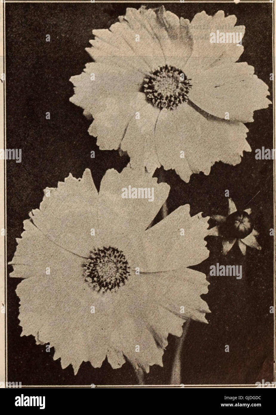 Henry i manuscript hi-res stock photography and images - Alamy