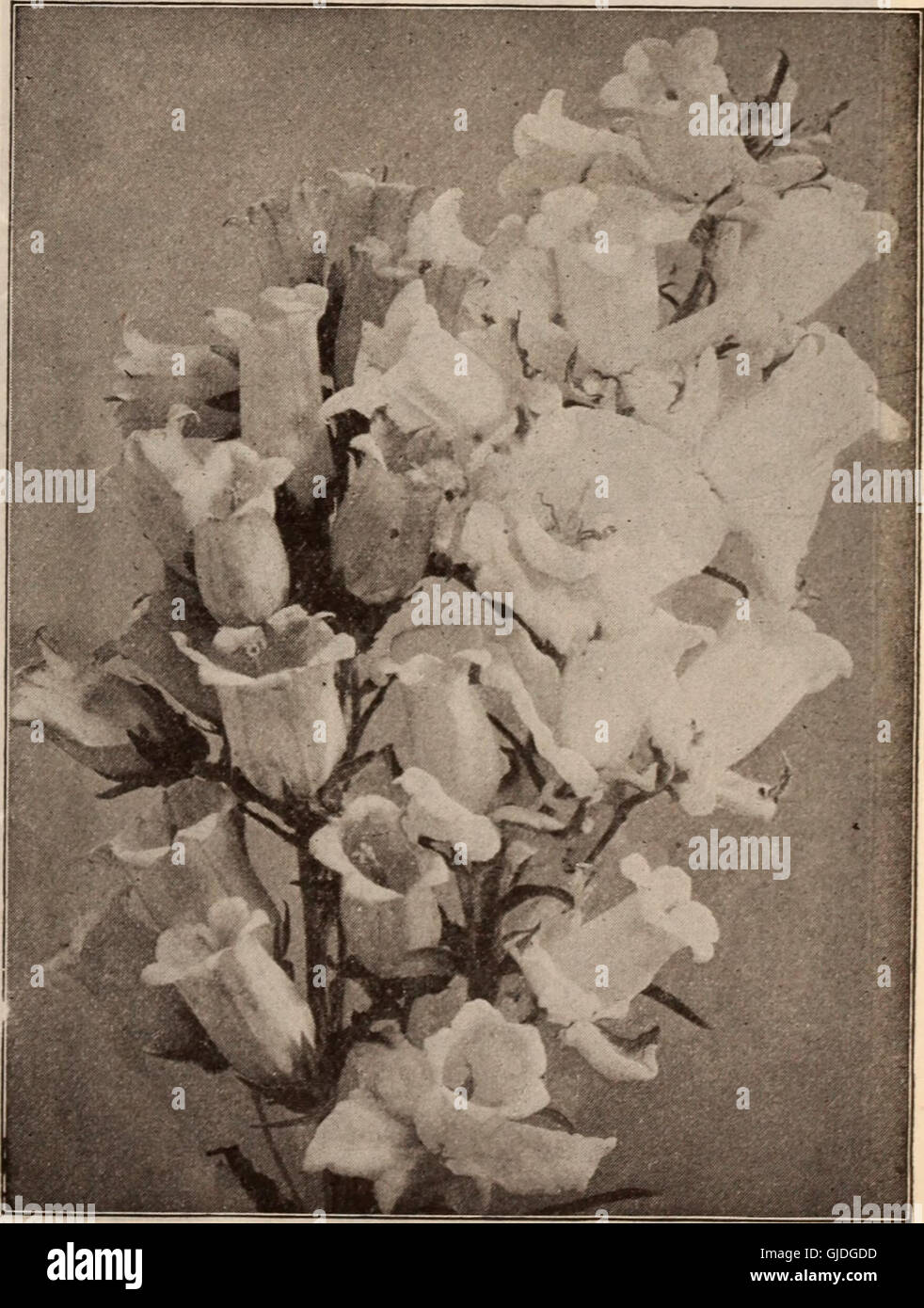 Henry i manuscript hi-res stock photography and images - Alamy