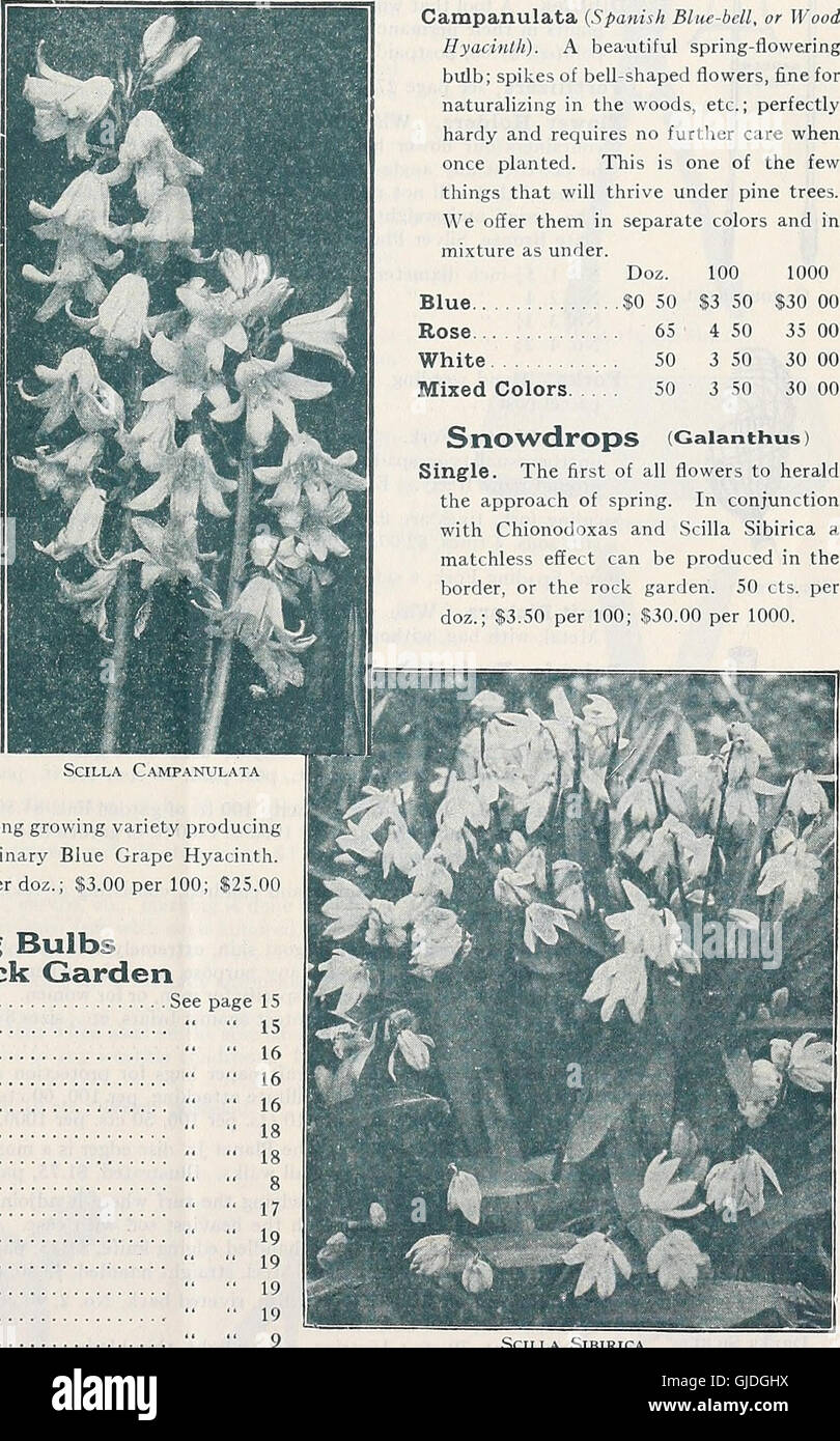 'Dreer's Advance List of Spring Flowering Bulbs 1932' outlines various ...