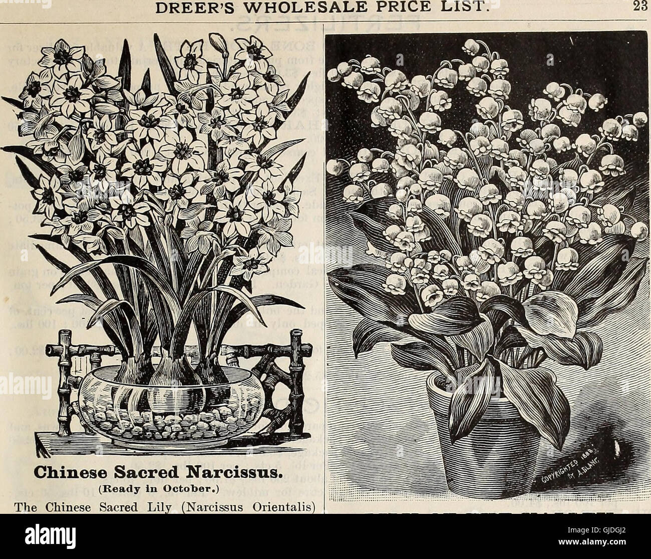 This quarterly catalog from Dreer's provides detailed pricing for a ...