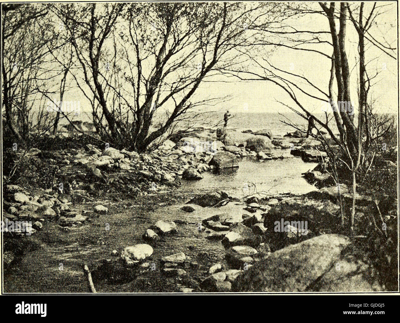 An academic journal from 1914 focused on botany. It features research ...