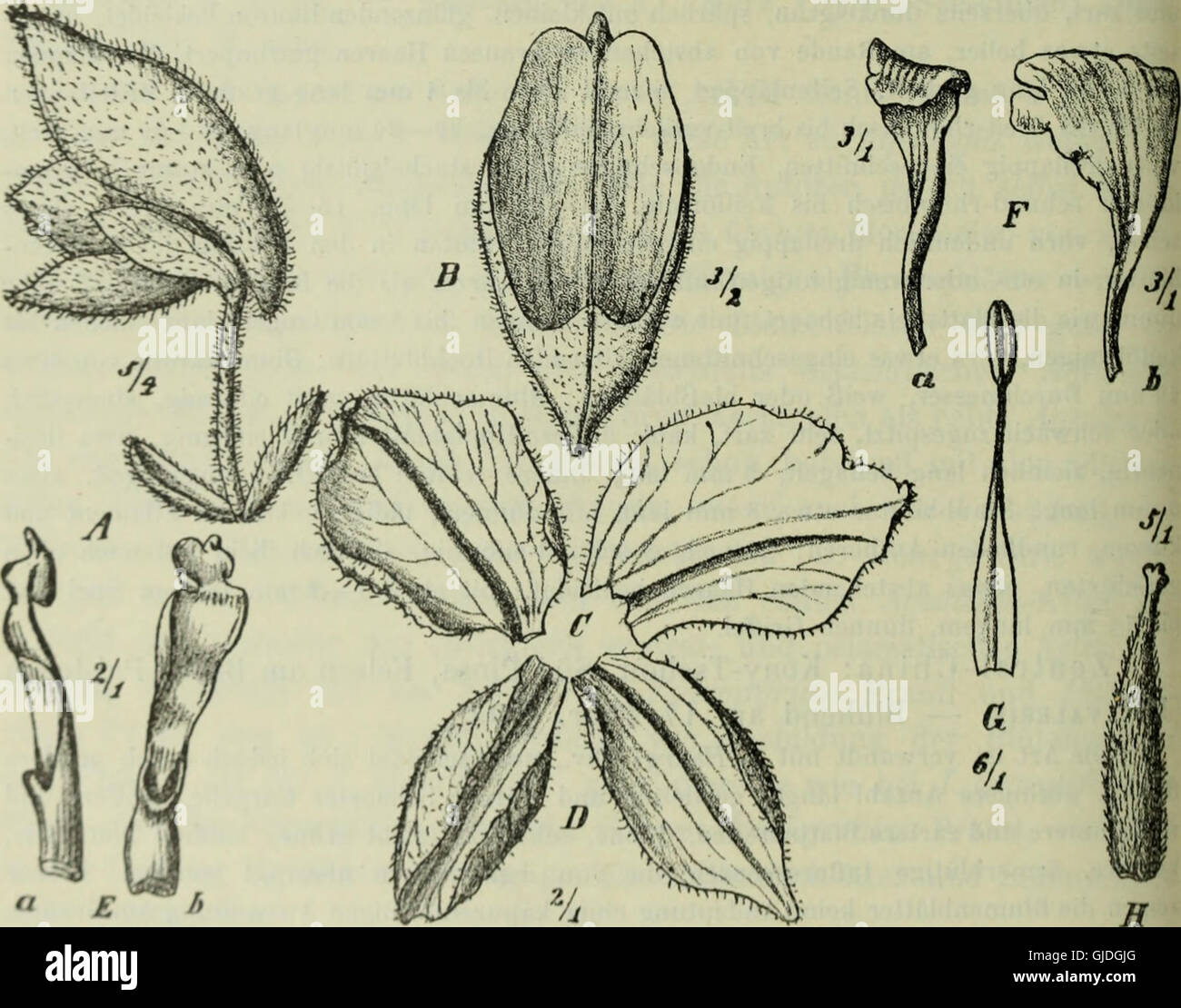 A botanical journal from 1912 focused on plant systematics, plant ...