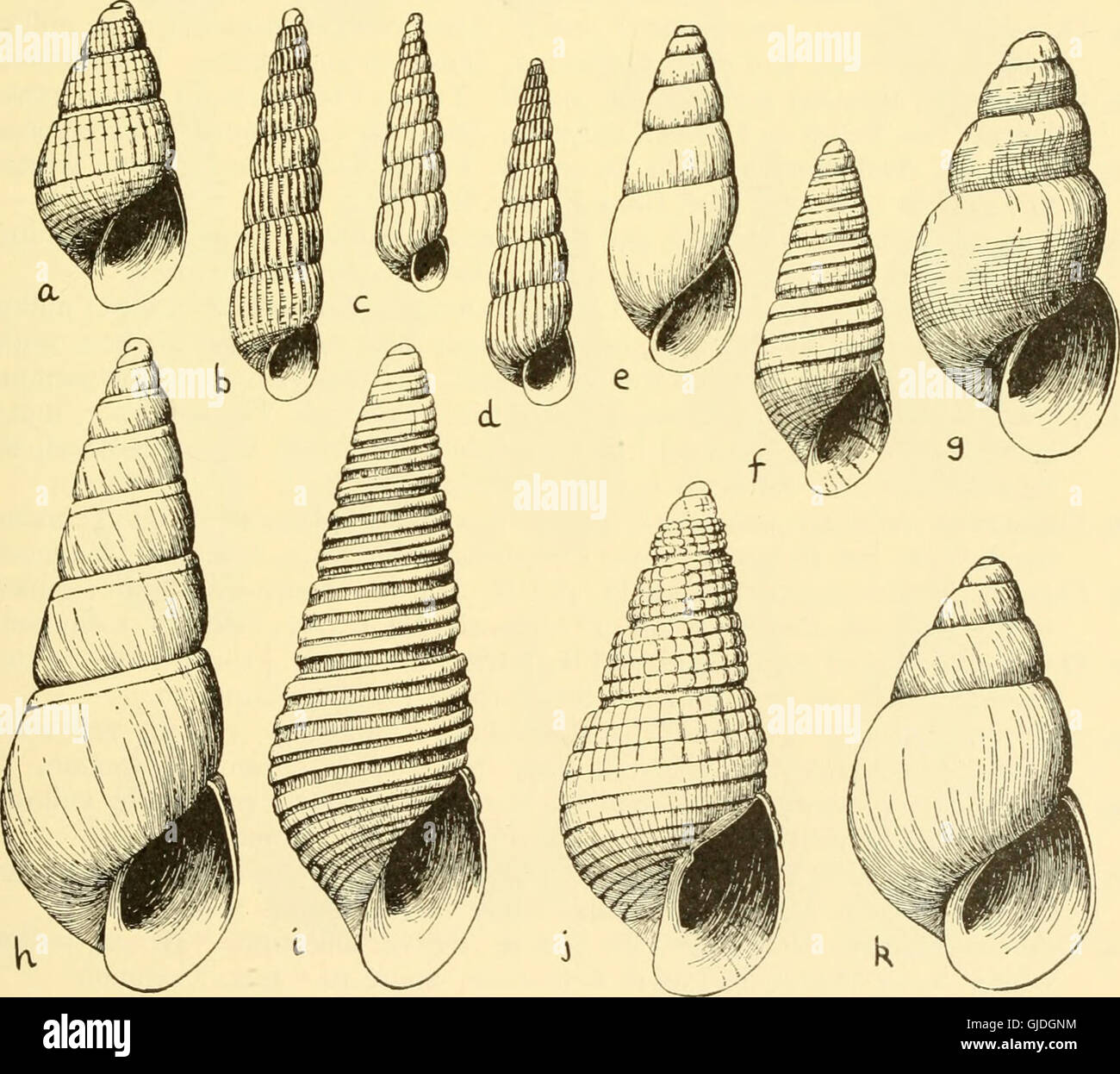 A comprehensive guide to the identification and classification of ...