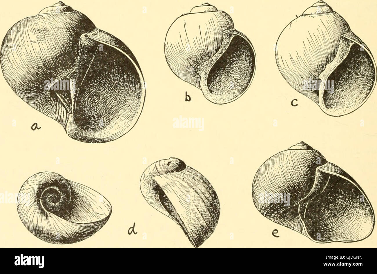 American seashells (1954 Stock Photo - Alamy