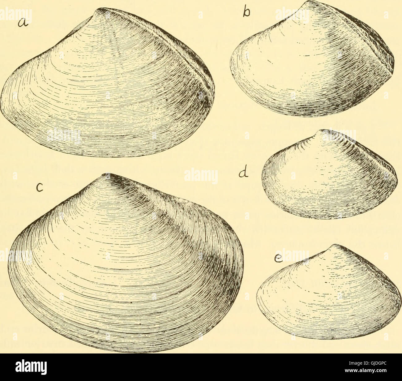 American seashells (1954 Stock Photo - Alamy