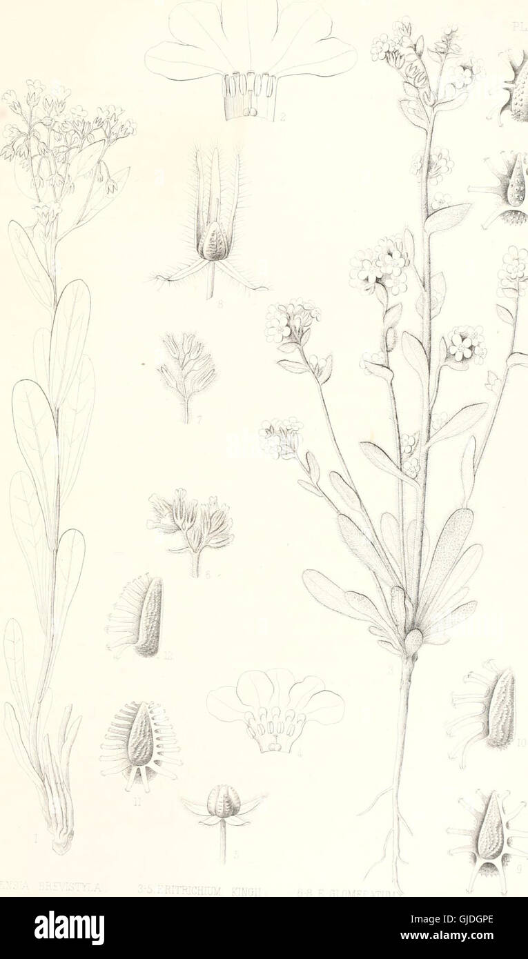 This report details the geological exploration along the 40th parallel ...