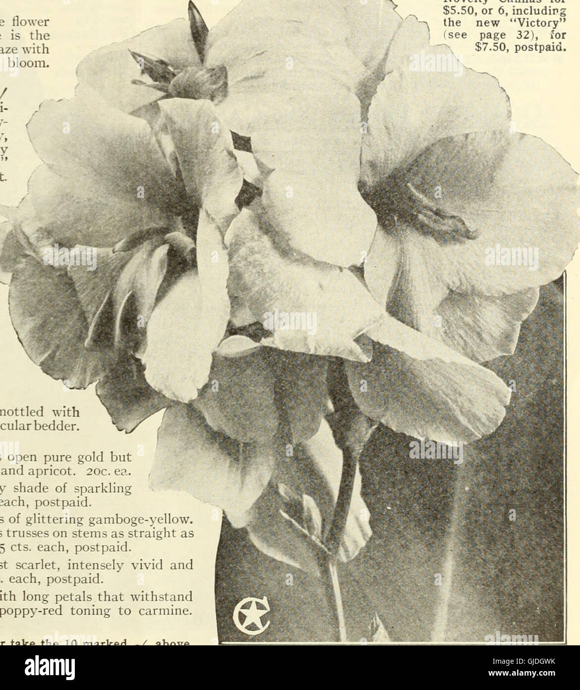 This catalog features the Conard Star roses, showcasing various ...