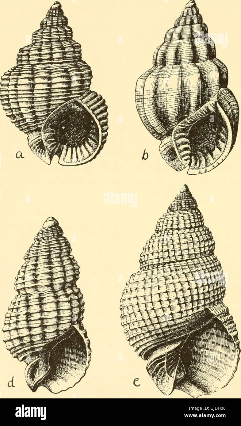 American seashells (1954 Stock Photo - Alamy