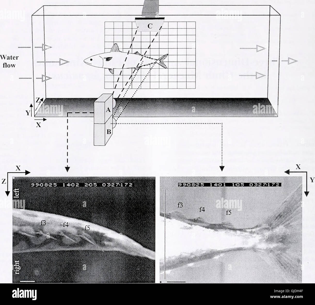 The Biological bulletin Stock Photo - Alamy
