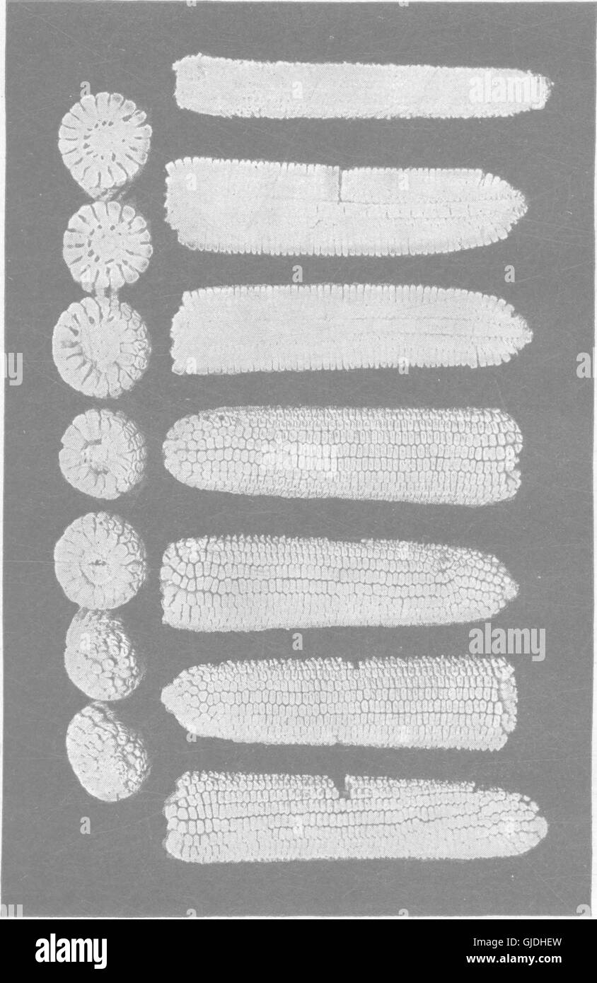 This manual provides guidance on the judging and classification of corn ...