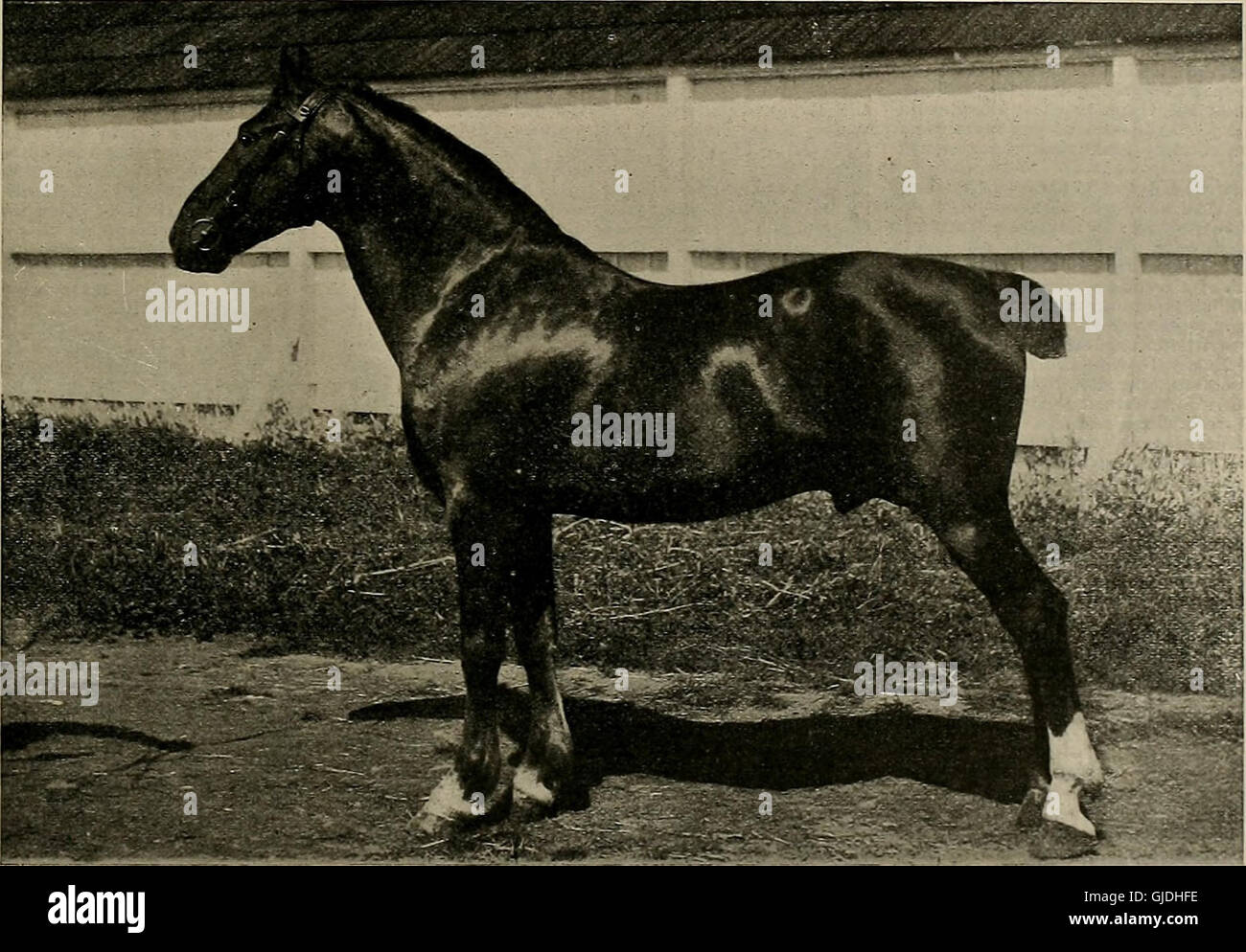 This publication focuses on breeding techniques and sportsmanship in ...