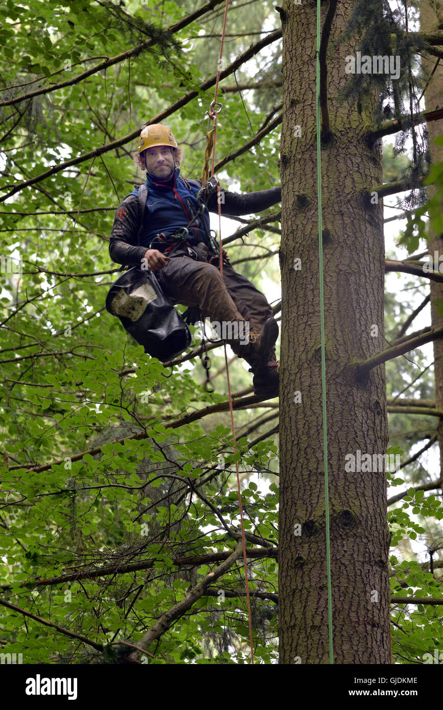 Waldrach, Germany. 10th Aug, 2016. Cone picker Christoph Schaab ...