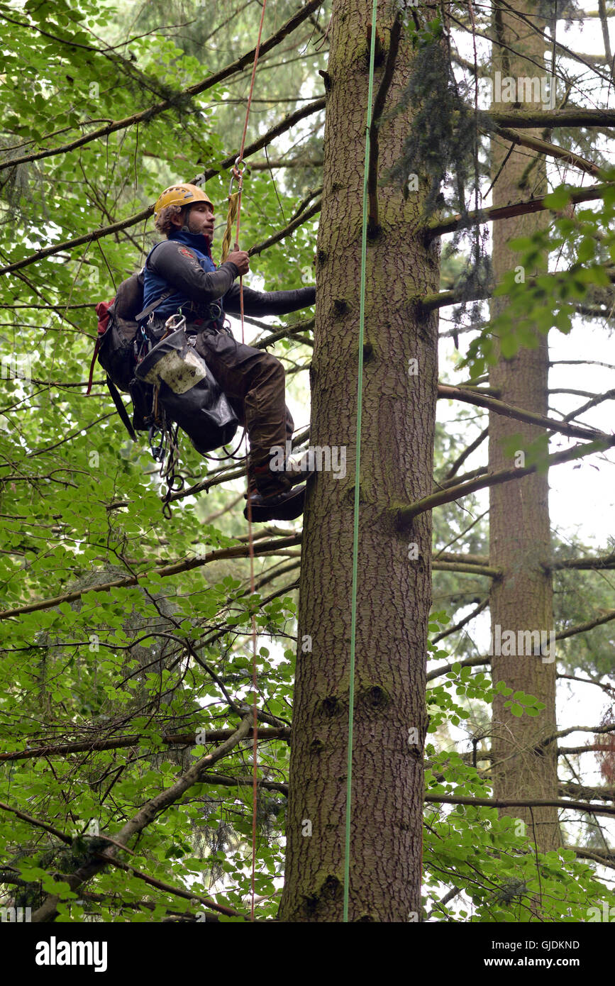 Waldrach, Germany. 10th Aug, 2016. Cone picker Christoph Schaab ...