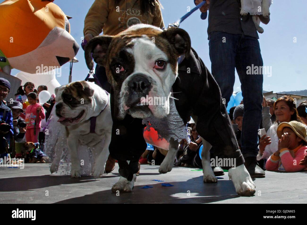 La Paz, Bolivia. 14th Aug, 2016. A dog is guided by its owner during a ...