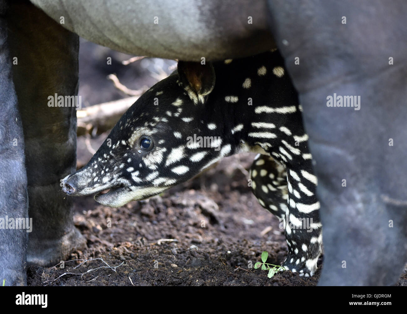 Tapir enclosure hi-res stock photography and images - Alamy