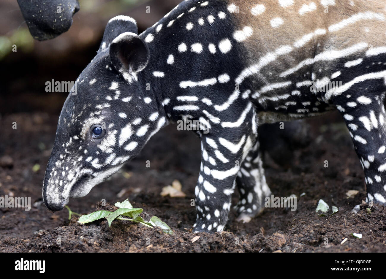 Tapir enclosure hi-res stock photography and images - Alamy