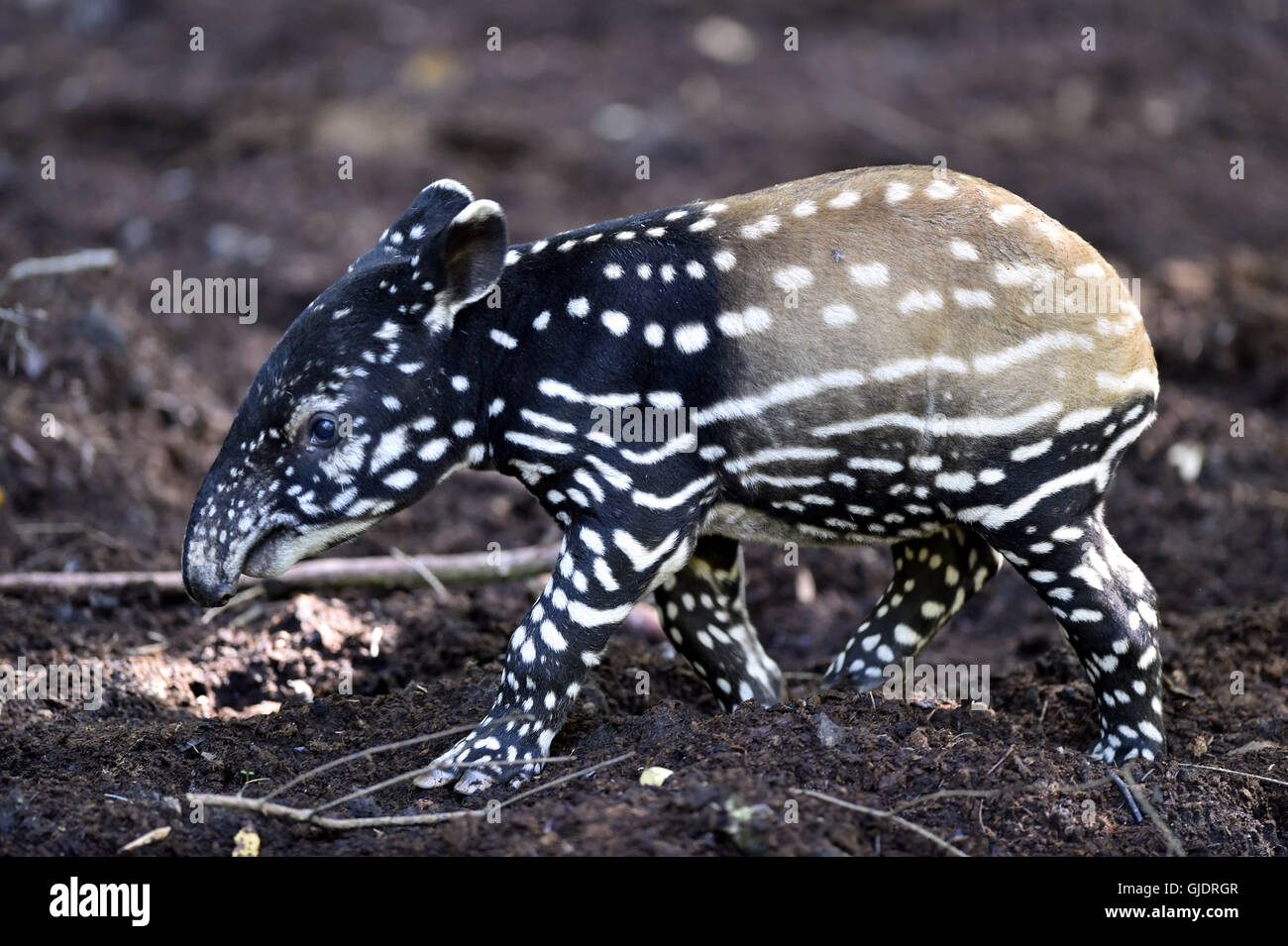 Malayan tapir cub High Resolution Stock Photography and Images - Alamy
