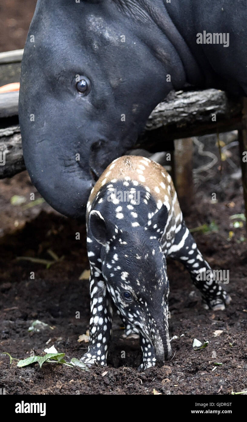 Tapir enclosure hi-res stock photography and images - Alamy