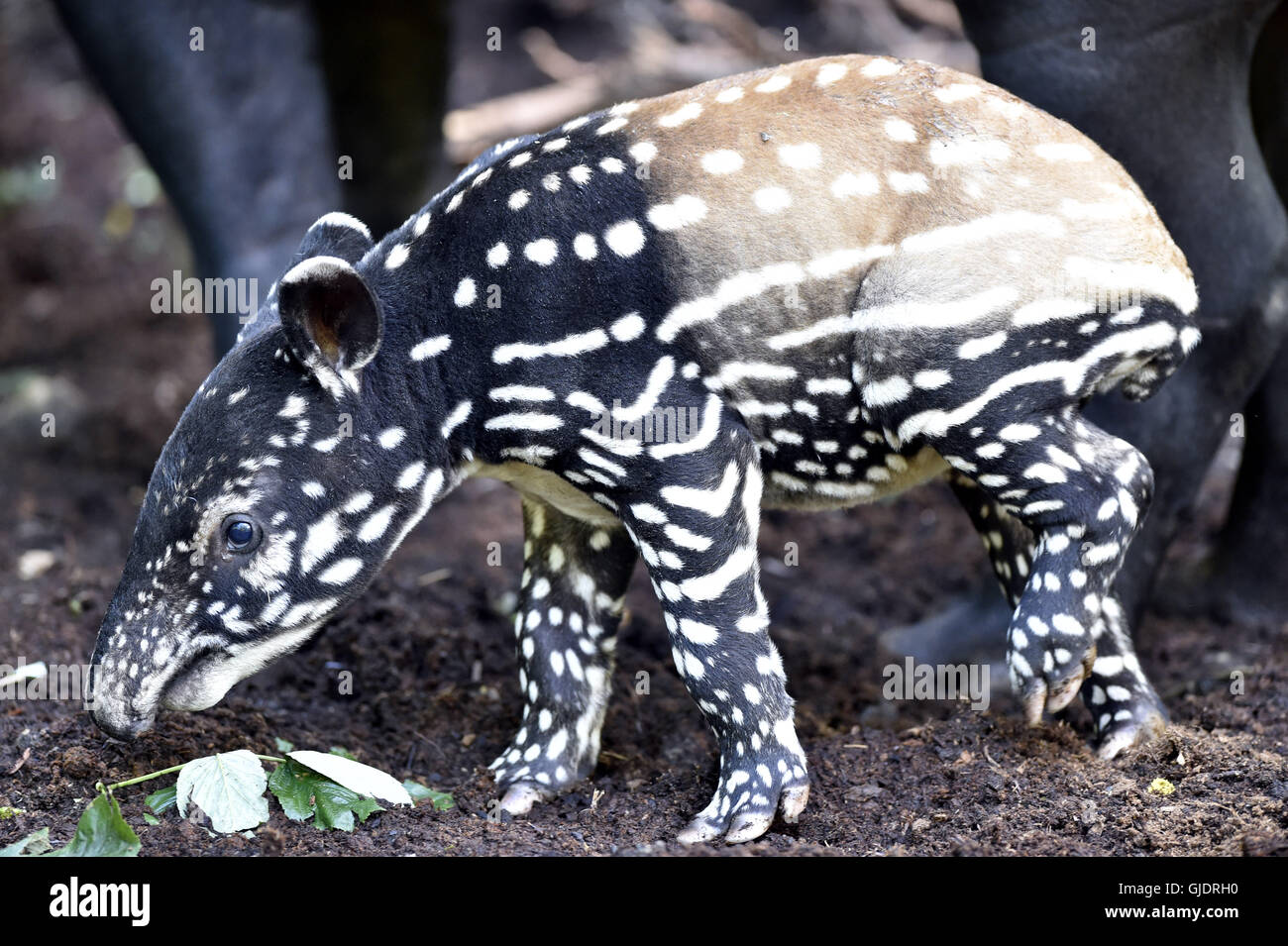 Malayan tapir cub High Resolution Stock Photography and Images - Alamy