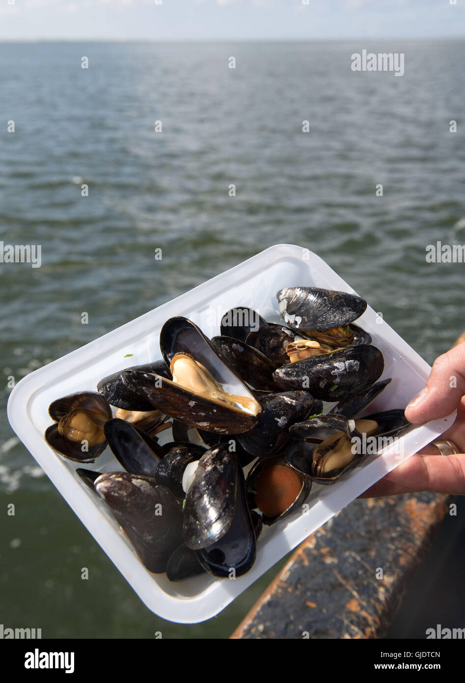 Greetsiel, Germany. 15th Aug, 2016. After the opening of the mussel ...