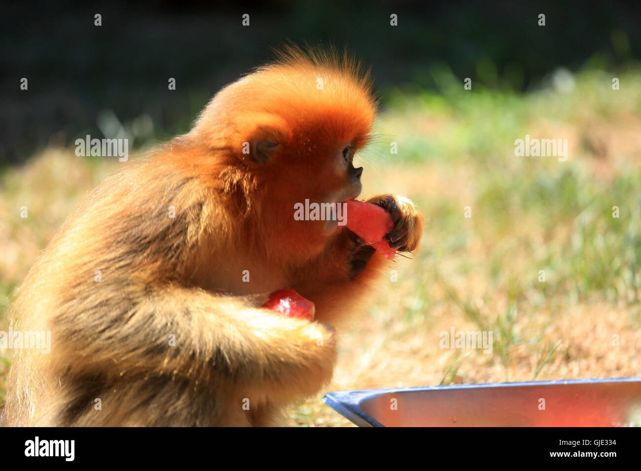 Monkey eats watermelon hi-res stock photography and images - Alamy