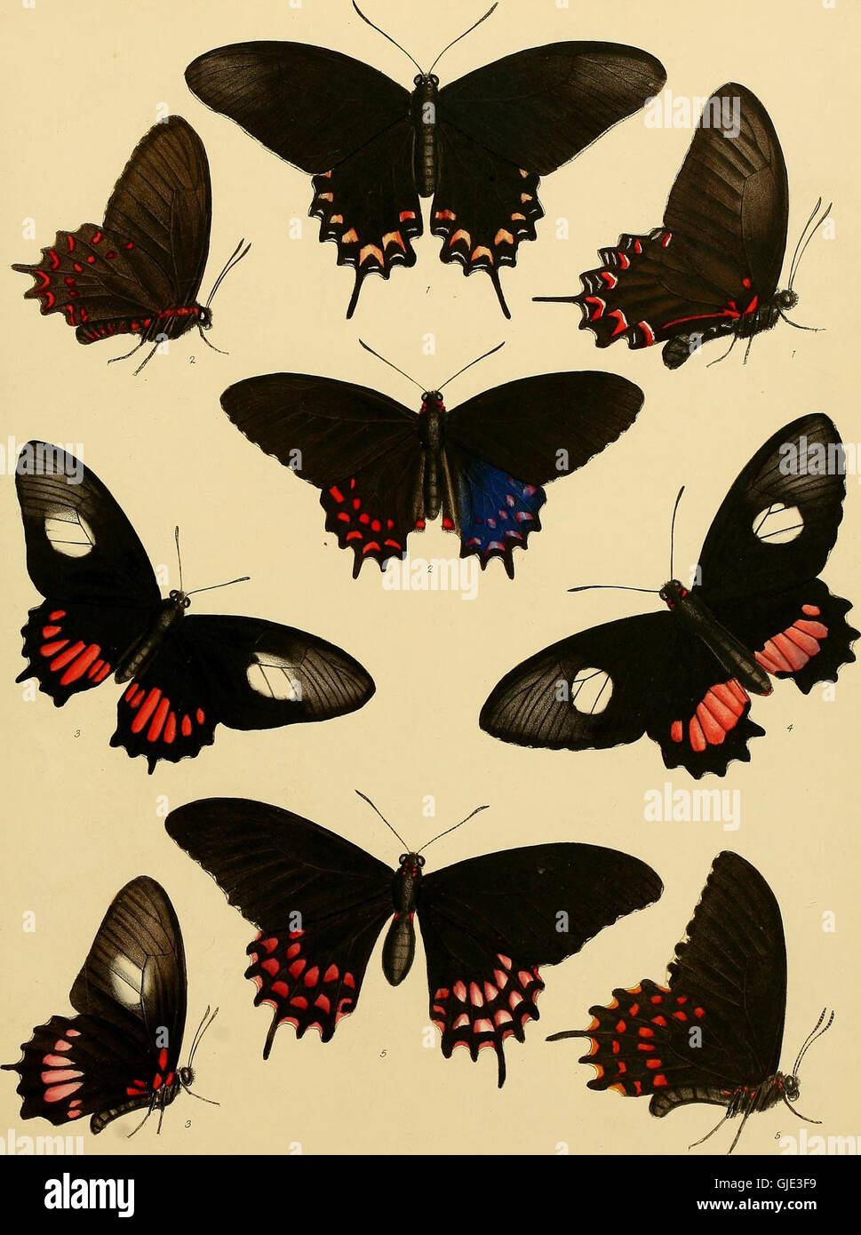 This 1852 catalogue lists lepidopterous insects housed in the British ...