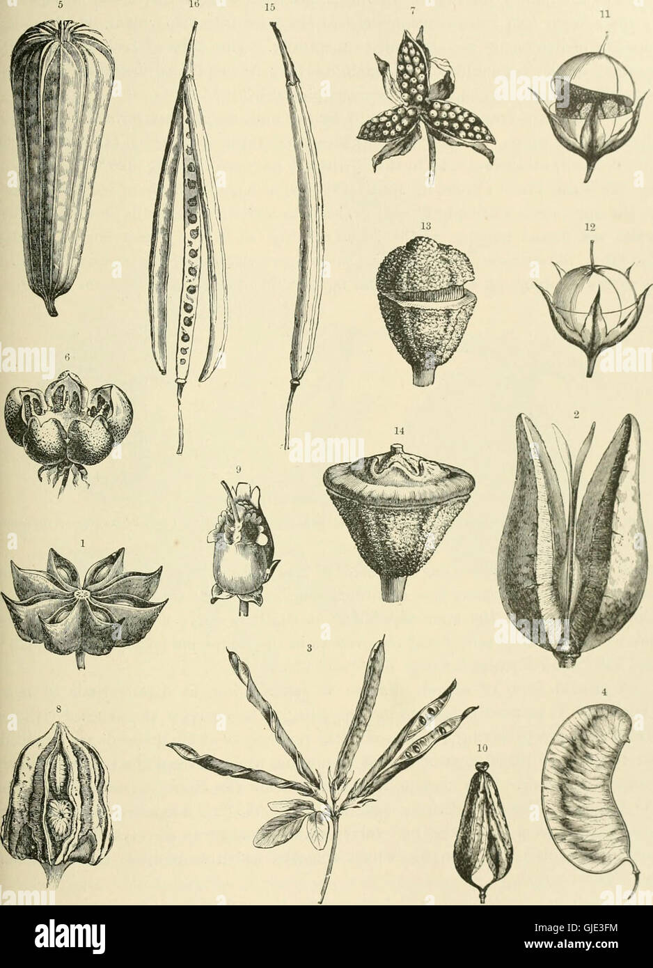 This work covers the biology of plants, discussing their structures ...