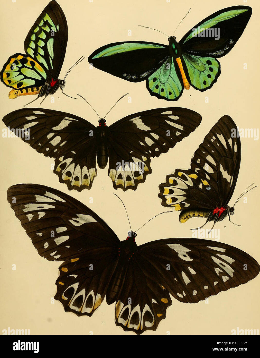 This catalogue from 1852 details lepidopterous insects in the British ...