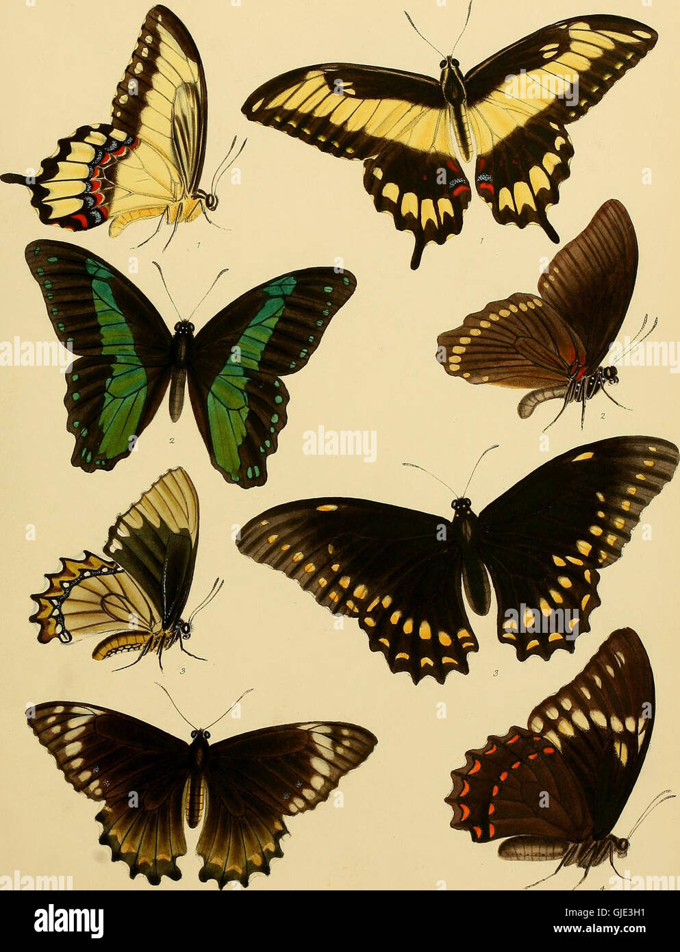 This catalogue lists the lepidopterous insects in the British Museum's ...