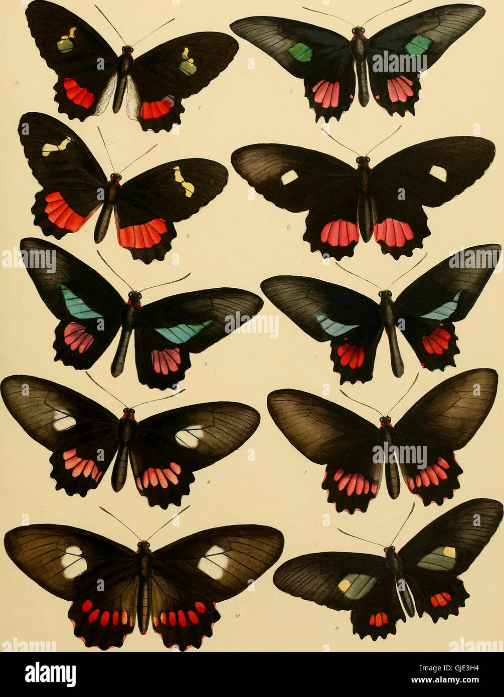 This catalog details the lepidopterous insects (butterflies and moths ...