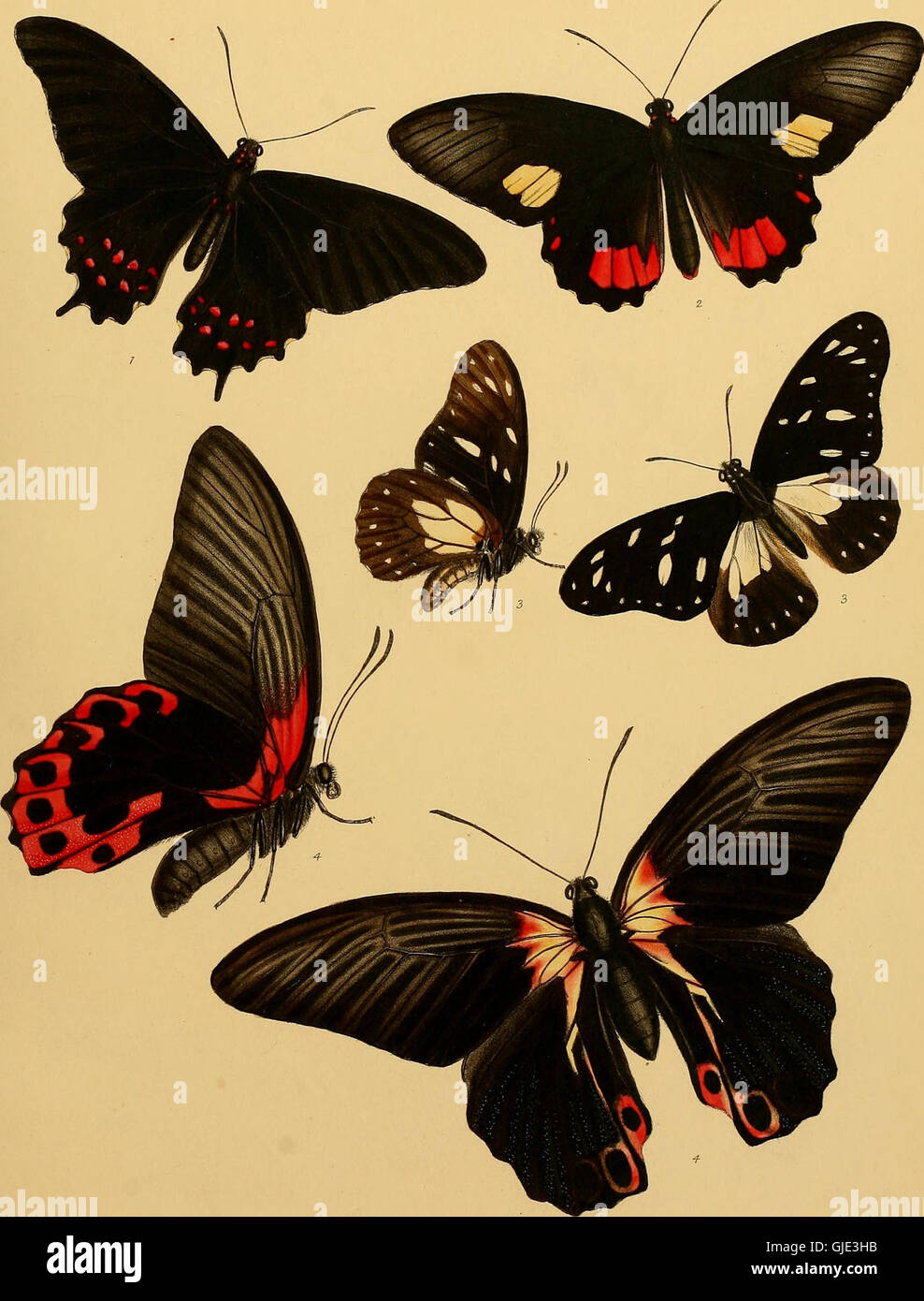 A comprehensive catalog detailing the species of lepidopterous insects ...